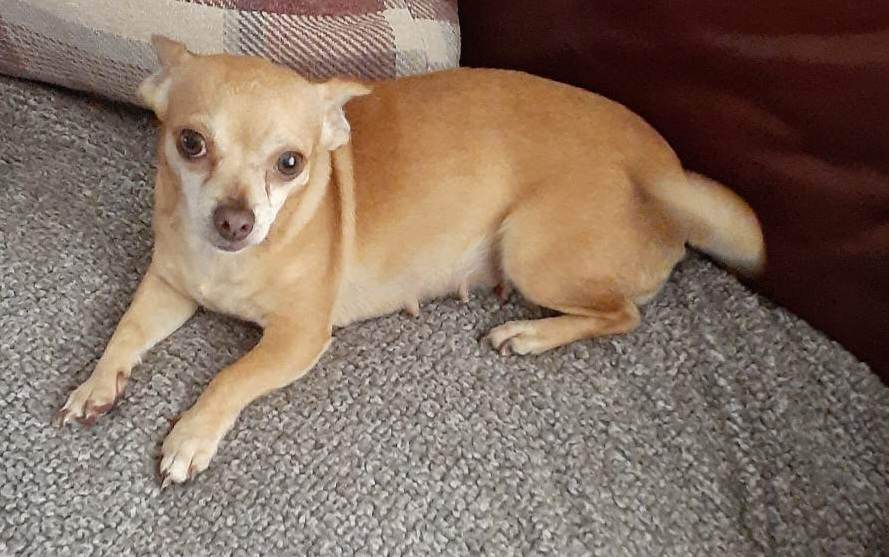 Dog for Adoption - Urgent Sassy, a Chihuahua in Lafayette, GA | Alpha Paw