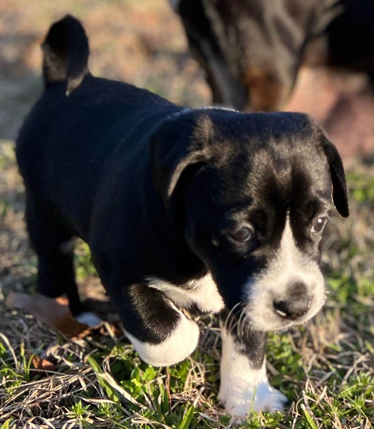 Dog for Adoption - Oreo, a Hound in Fayetteville, TN | Alpha Paw