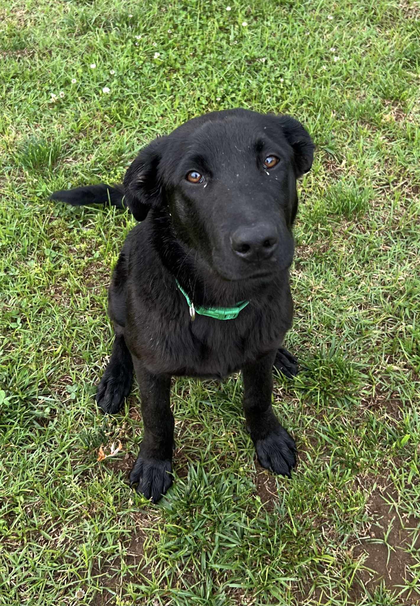 Dog for Adoption - Benny (BB) URGENT, a Labrador Retriever in Decherd ...