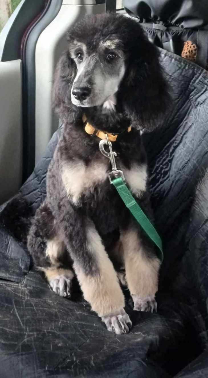 Dog for Adoption - Sunshine, a Poodle (Standard) in Oneonta, AL | Alpha Paw