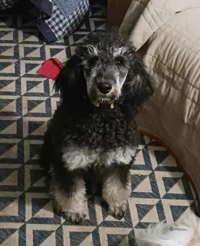 Dog for Adoption - Sunshine, a Poodle (Standard) in Oneonta, AL | Alpha Paw