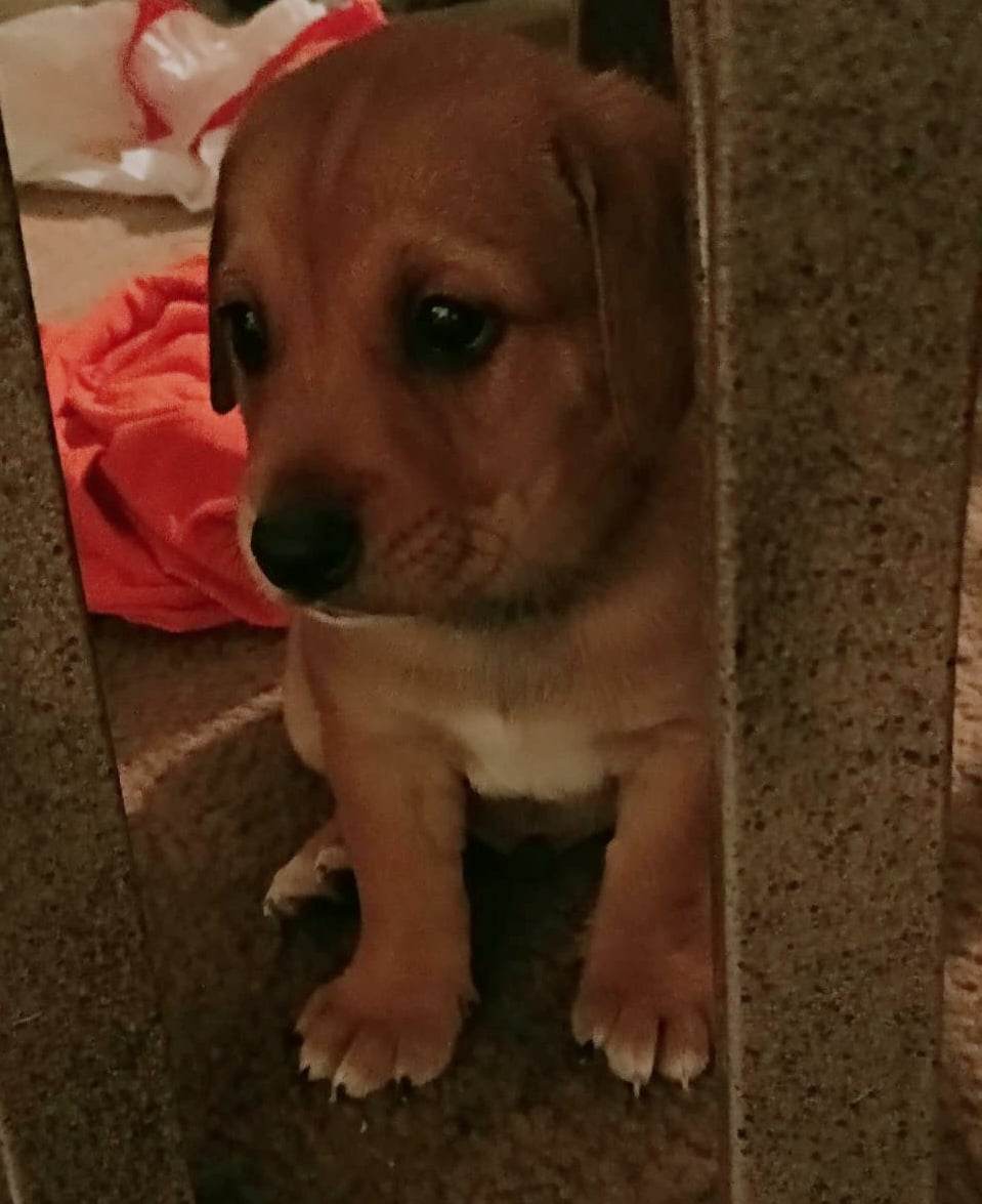 Dog for Adoption - Atlas, a Dachshund in Fayetteville, TN | Alpha Paw