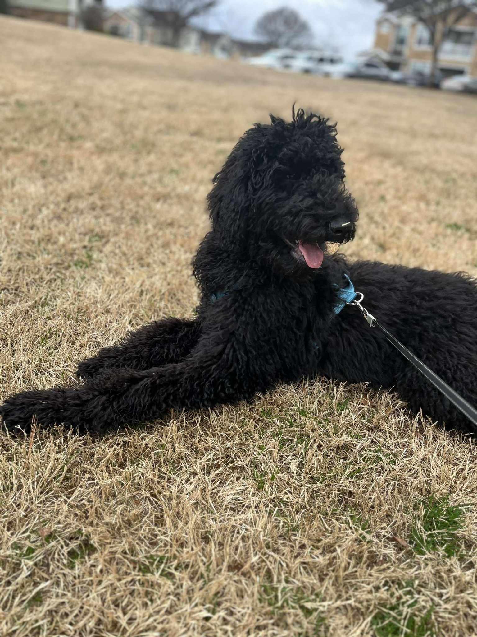 Dog for Adoption - Cooper, a Poodle (Standard) in Franklin County, TN ...