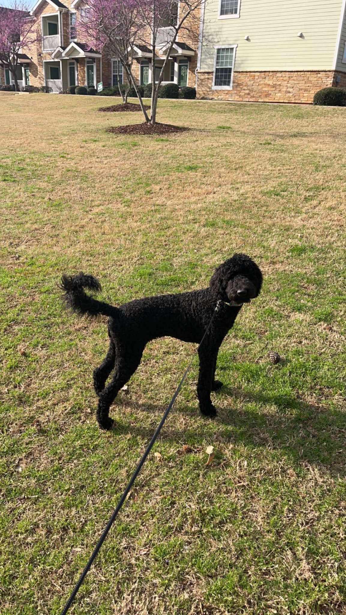 Dog for Adoption - Cooper, a Poodle (Standard) in Franklin County, TN ...