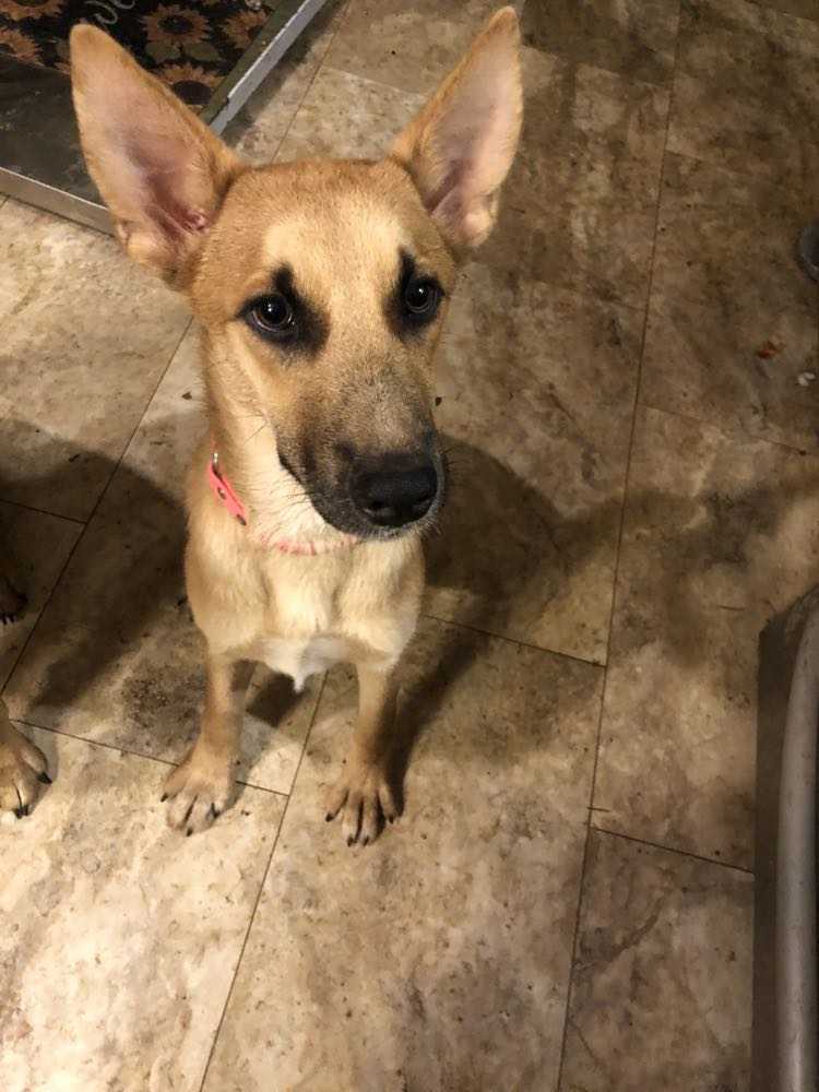 Dog for Adoption - Foxy, a German Shepherd Dog in Stevenson, AL | Alpha Paw