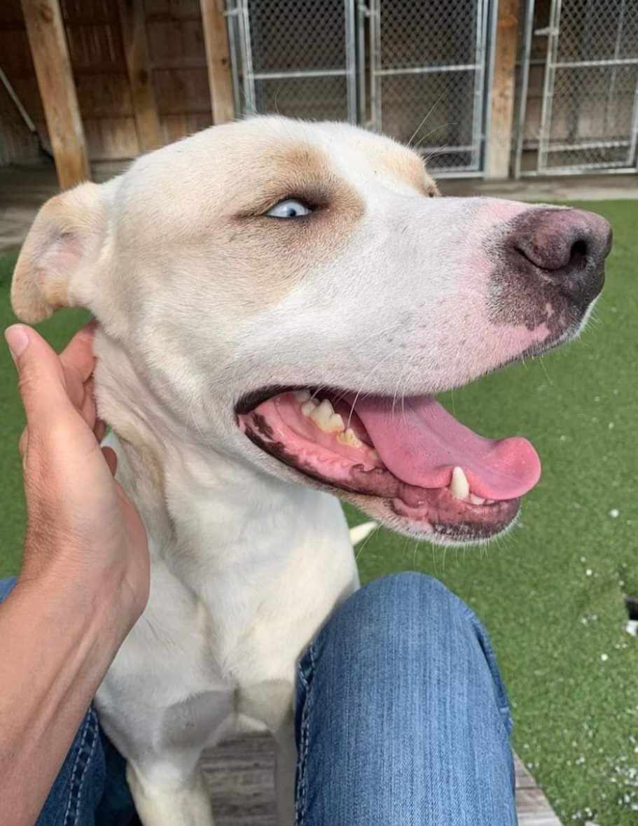 Dog for Adoption - Bebe, a Labrador Retriever in Scottsboro, AL | Alpha Paw