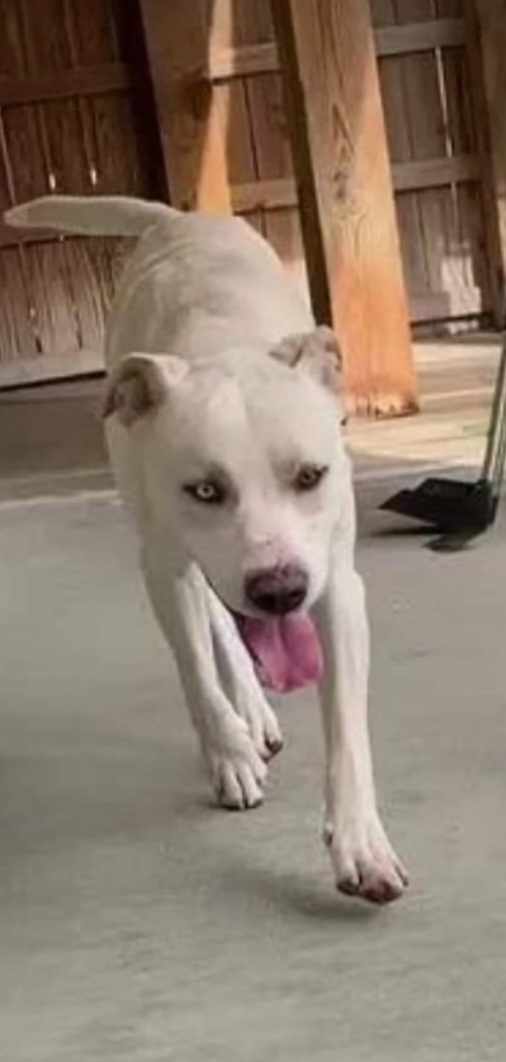 Dog for Adoption - Bebe, a Labrador Retriever in Madison, AL | Alpha Paw