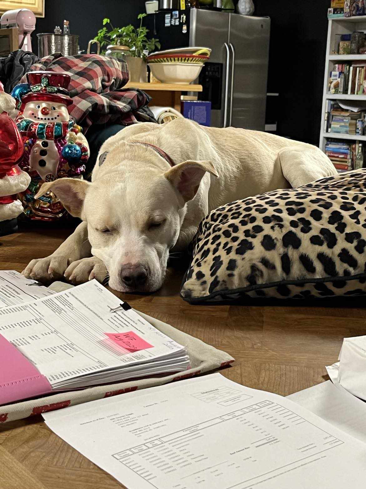 Dog for Adoption - Bebe, a Labrador Retriever in Madison, AL | Alpha Paw