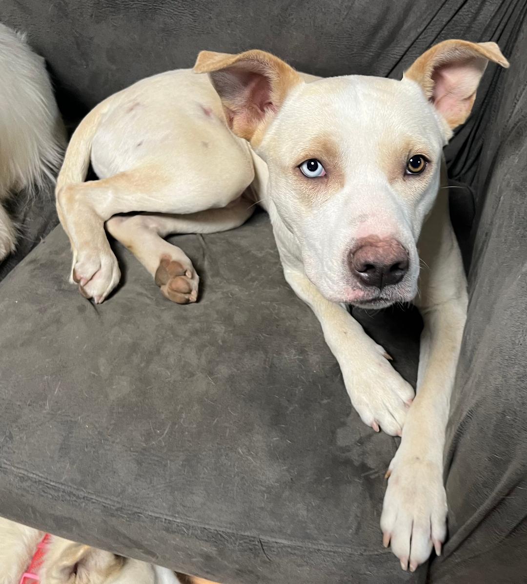 Dog for Adoption - Bebe, a Labrador Retriever in Scottsboro, AL | Alpha Paw
