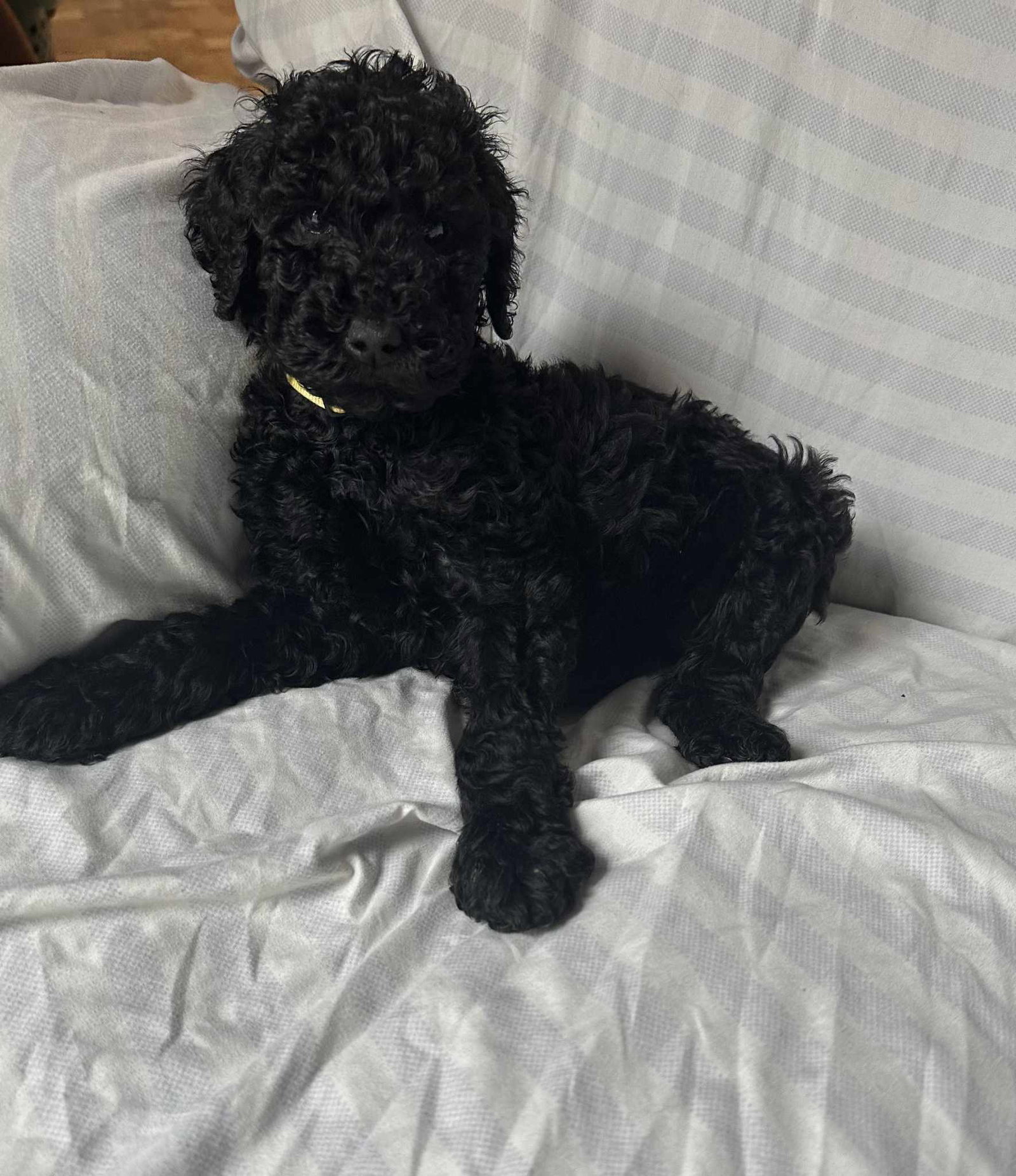 Dog for Adoption - Lexie, a Poodle (Standard) in Centre, AL | Alpha Paw