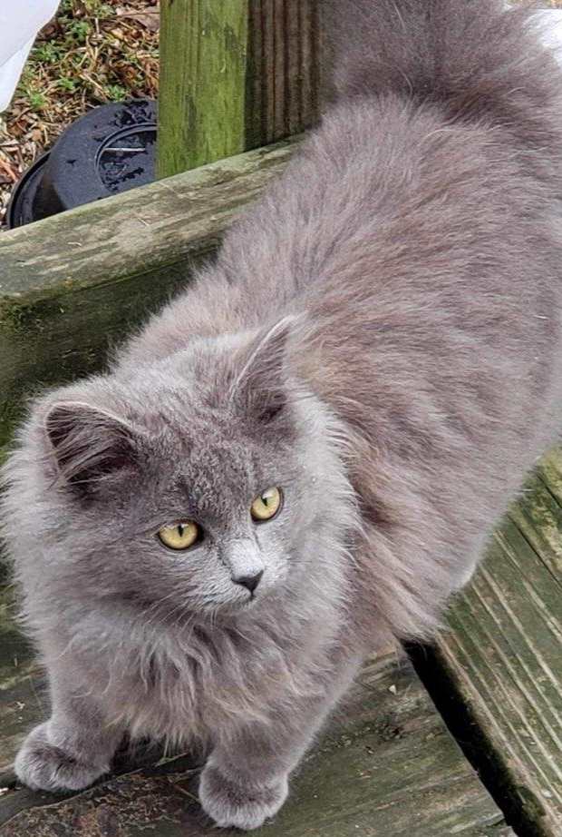 Cats for Adoption in Huntsville, Alabama | Alpha Paw