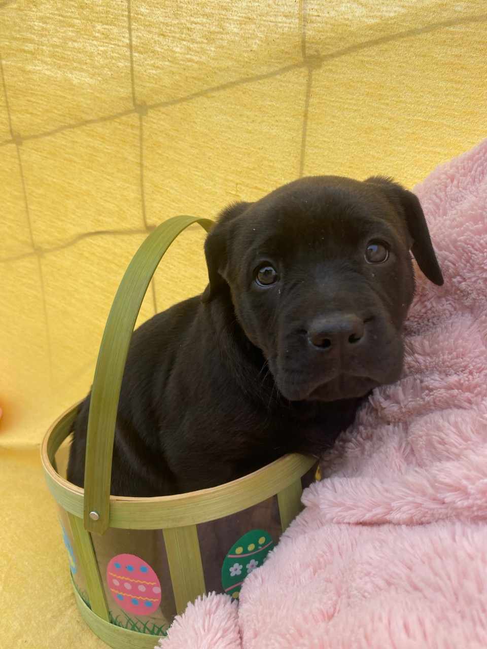 Dog for Adoption - Mocha, a Labrador Retriever in Etowah County, AL ...