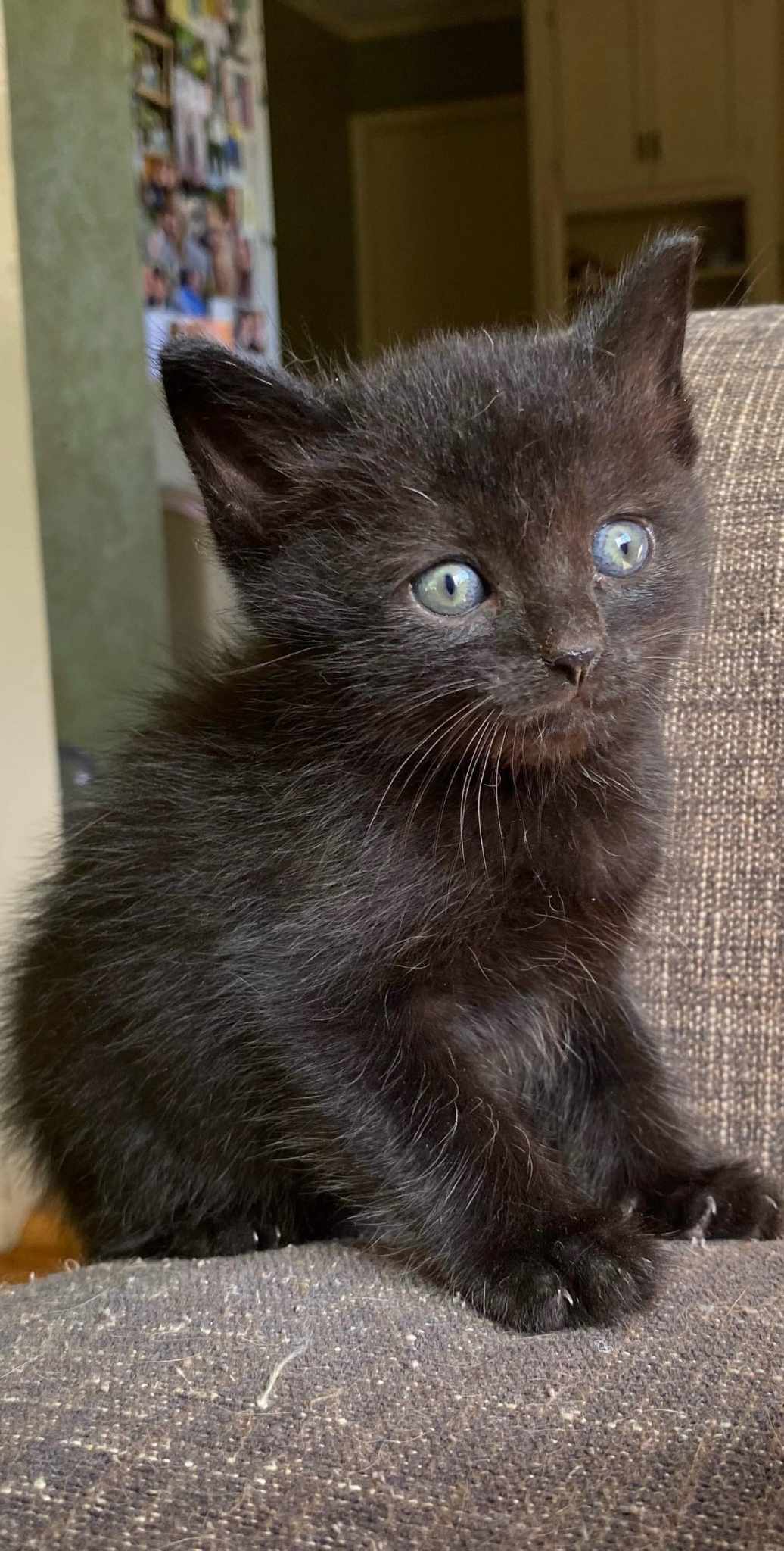 Cats for Adoption in Gadsden, Alabama | Alpha Paw