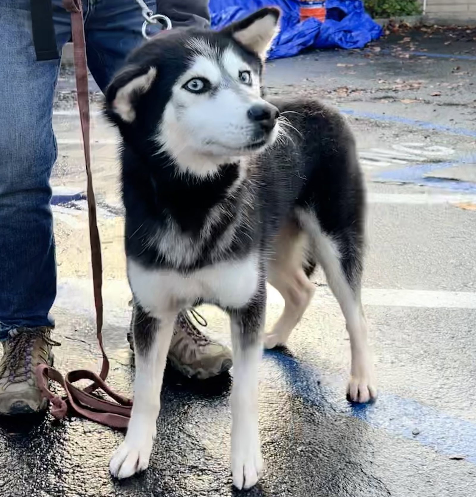 Dog for Adoption - Bluey, a Siberian Husky in Foster City, CA | Alpha Paw