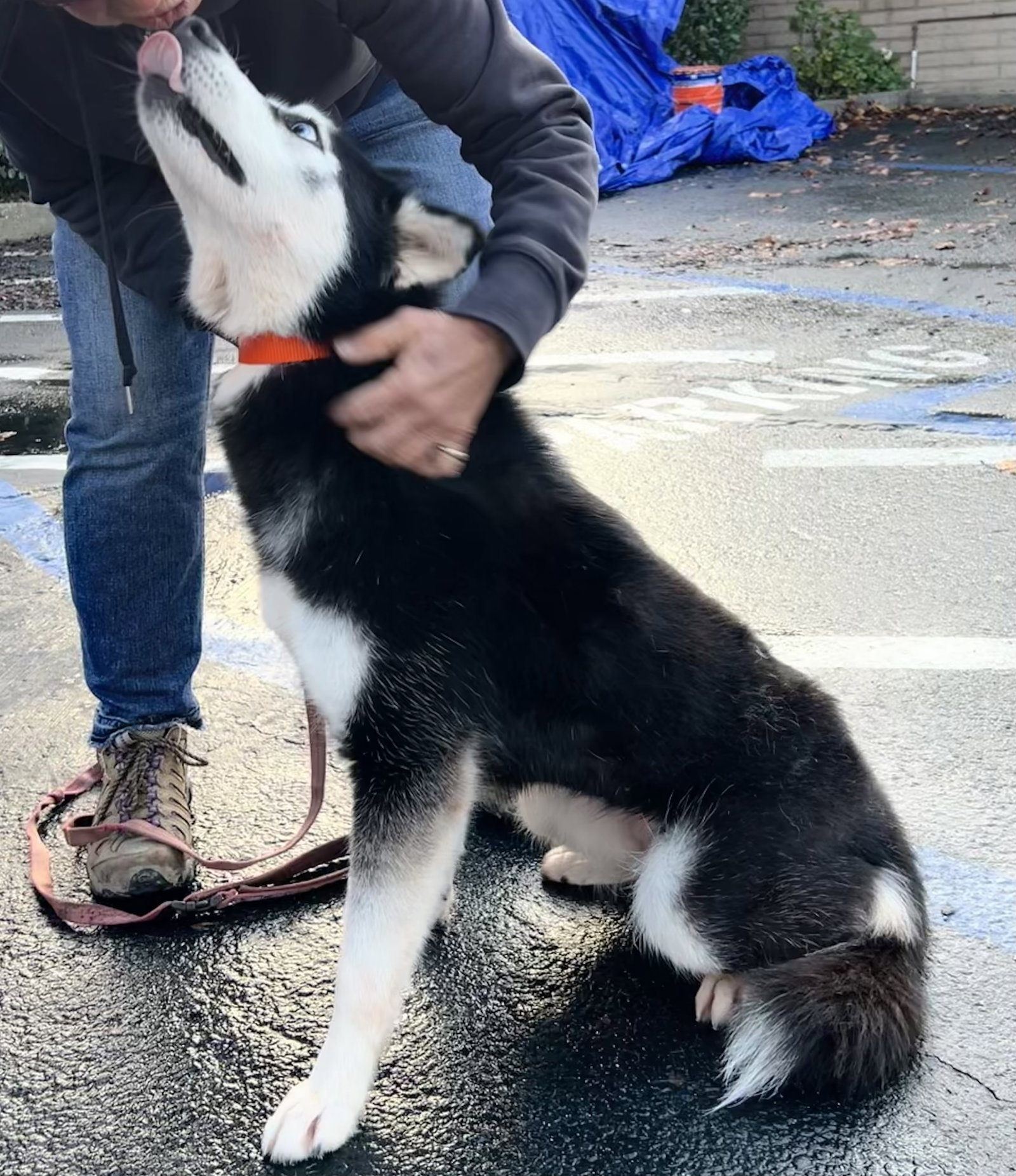 Dog for Adoption - Bluey, a Siberian Husky in Foster City, CA | Alpha Paw