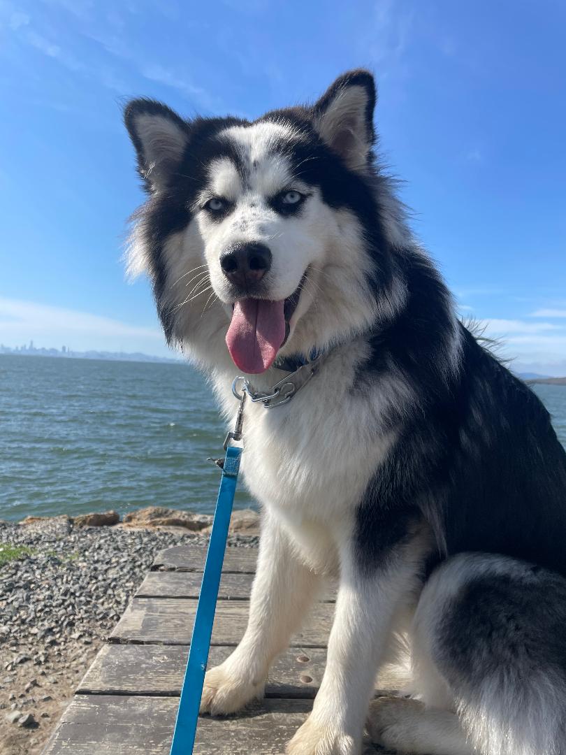 Dog for Adoption - Floof, a Siberian Husky in Country Club, CA | Alpha Paw
