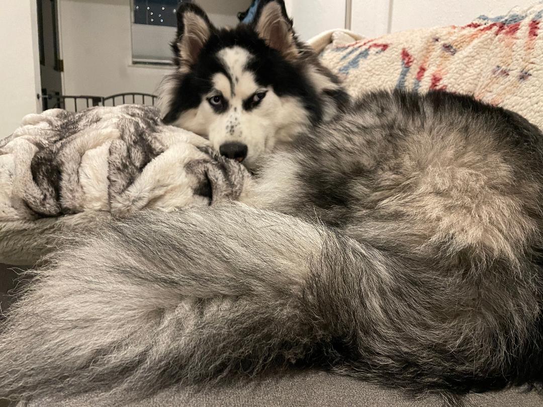 Dog for Adoption - Floof, a Siberian Husky in Country Club, CA | Alpha Paw