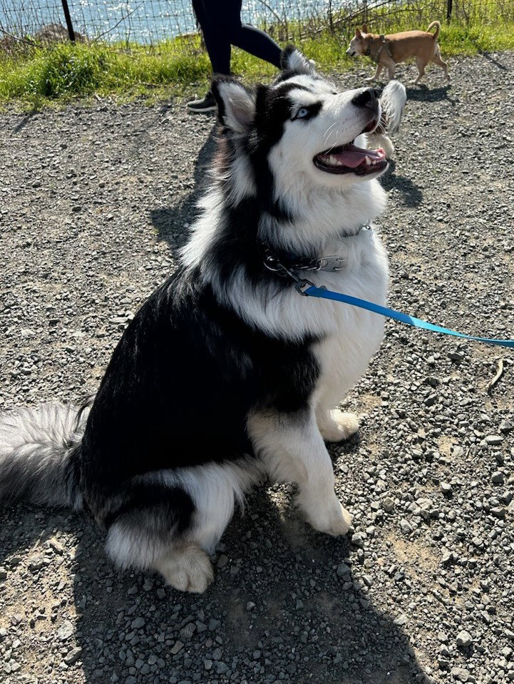 Dog for Adoption - Floof, a Siberian Husky in Country Club, CA | Alpha Paw