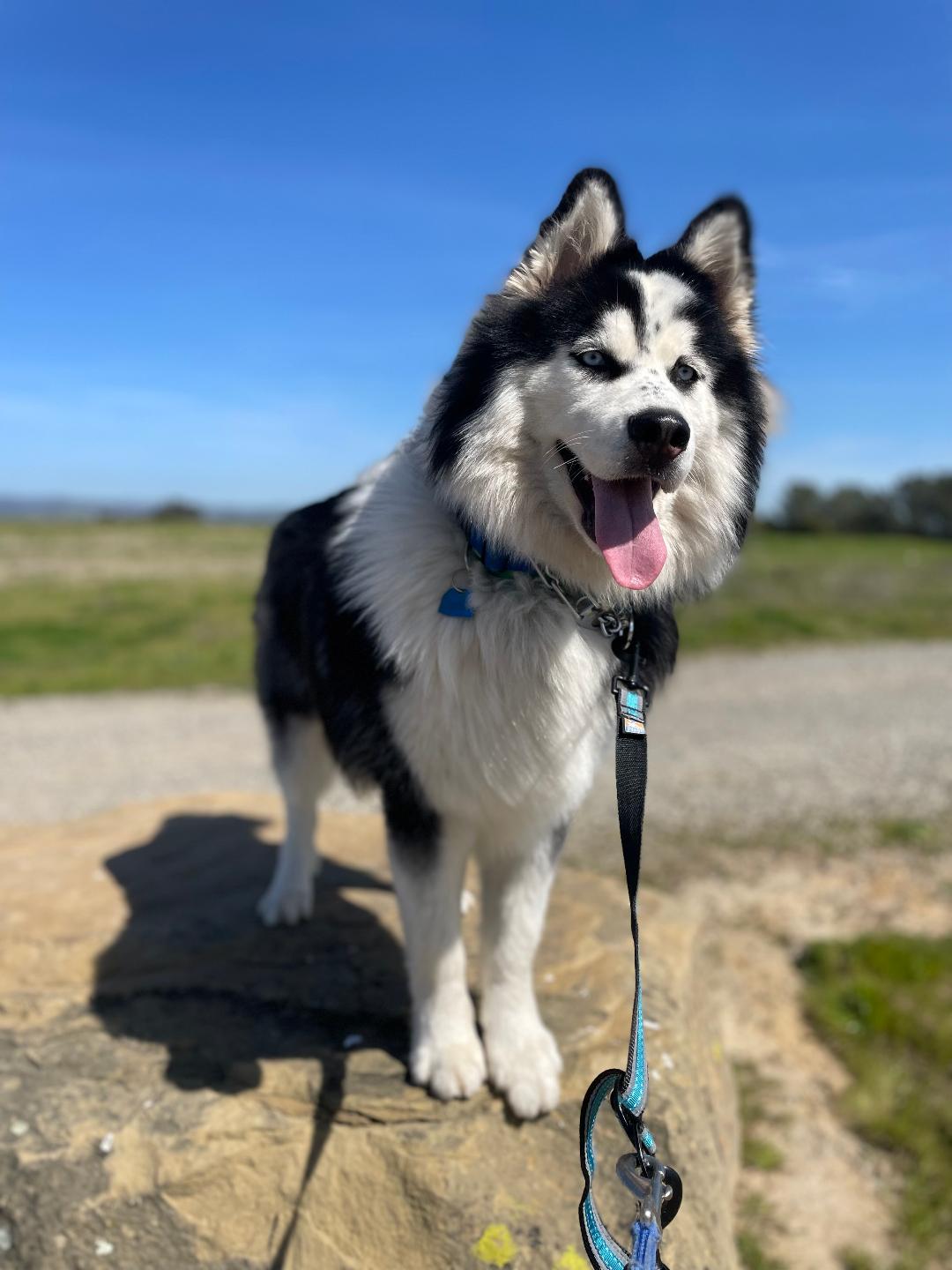 Dog for Adoption - Floof, a Siberian Husky in Half Moon Bay, CA | Alpha Paw