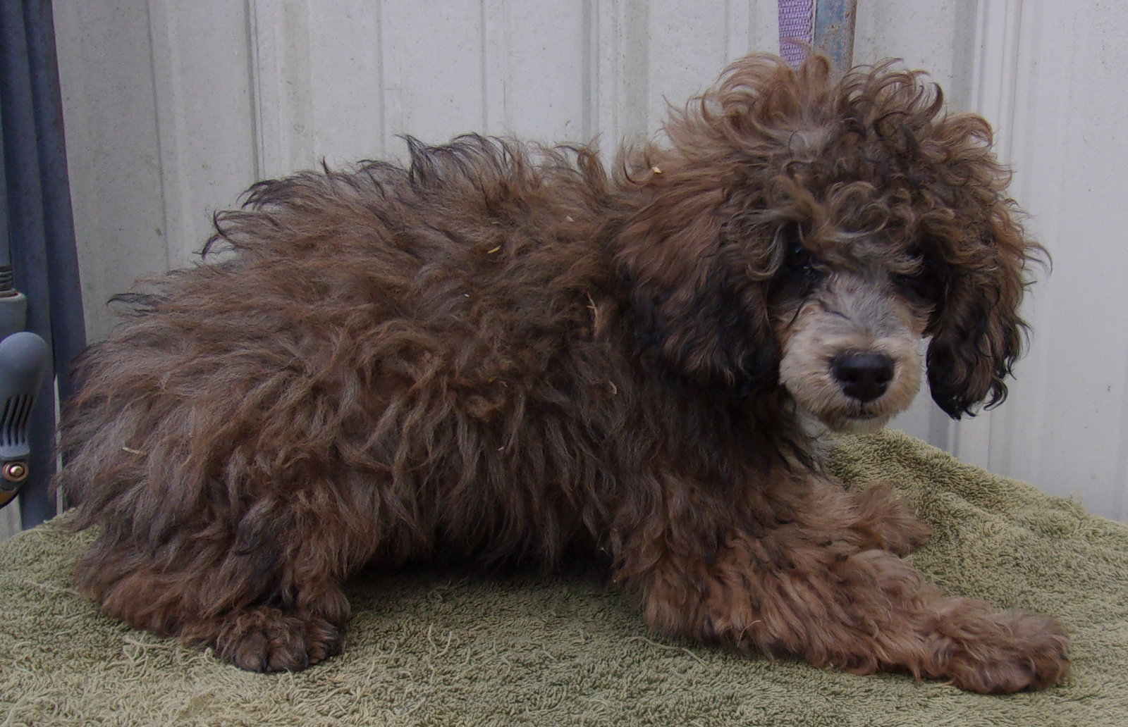 Dog for Adoption - Beau, a Poodle (Miniature) in Ava, MO | Alpha Paw