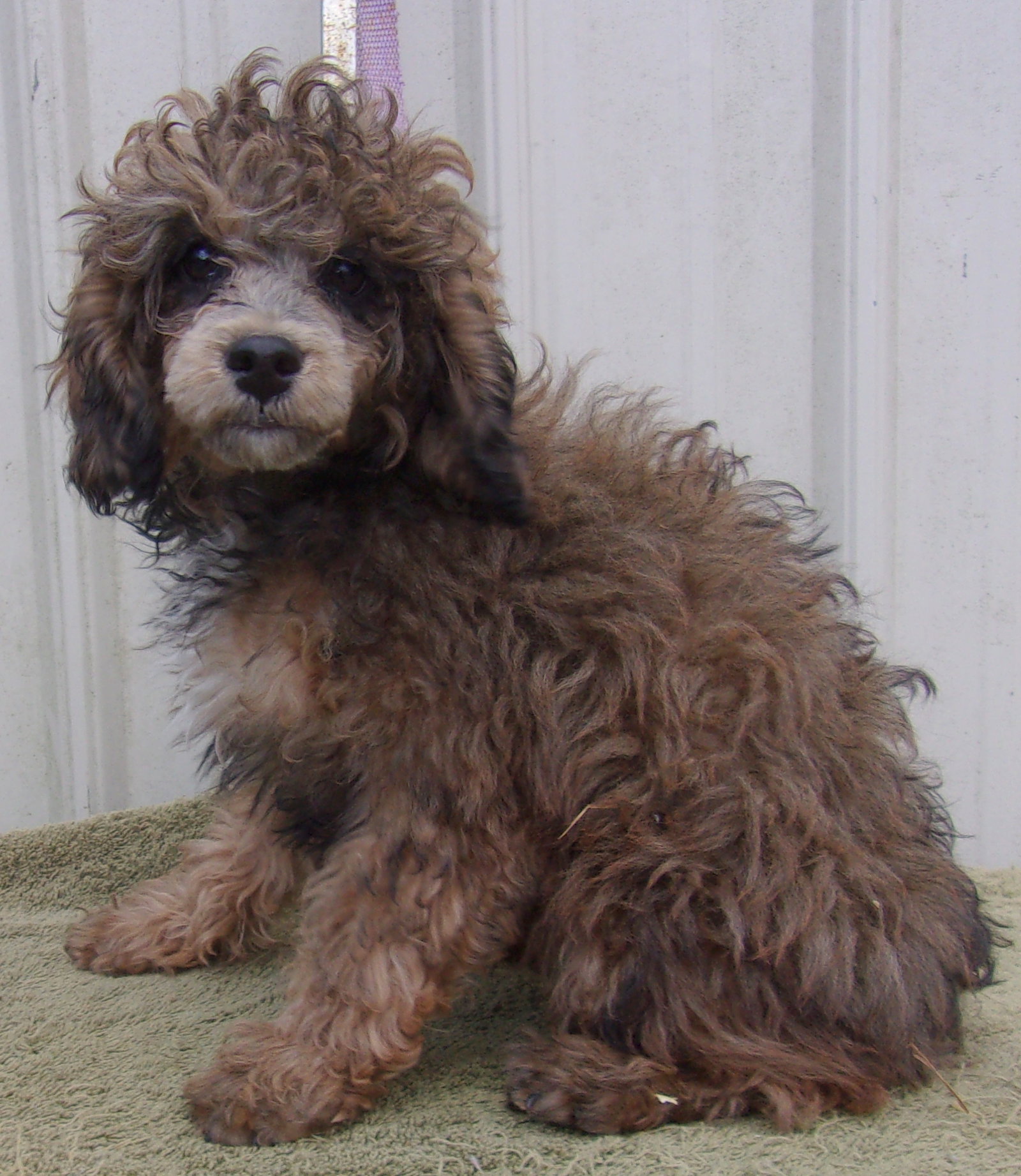 Dog for Adoption - Beau, a Poodle (Miniature) in Ava, MO | Alpha Paw