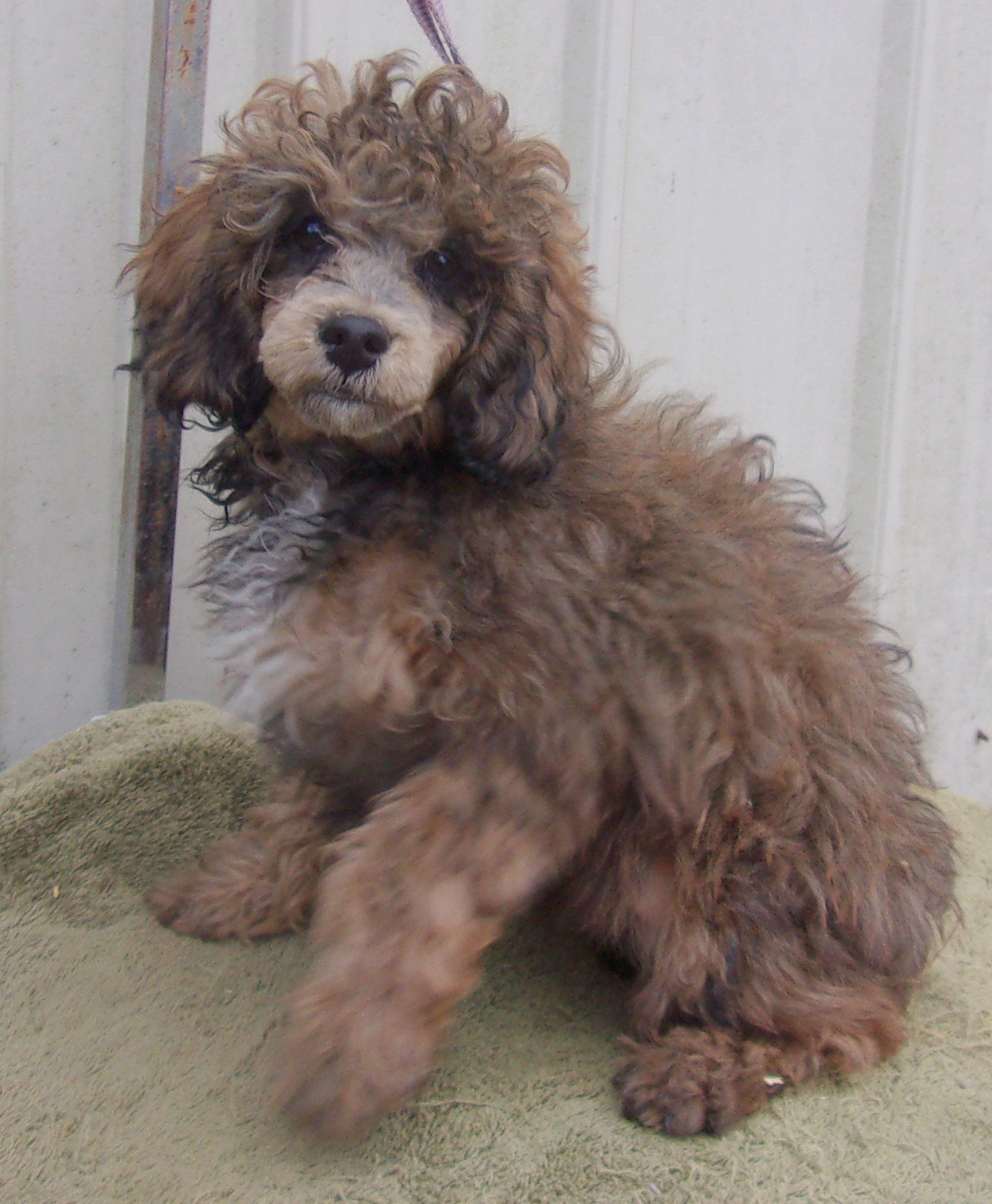 Dog for Adoption - Beau, a Poodle (Miniature) in Ava, MO | Alpha Paw
