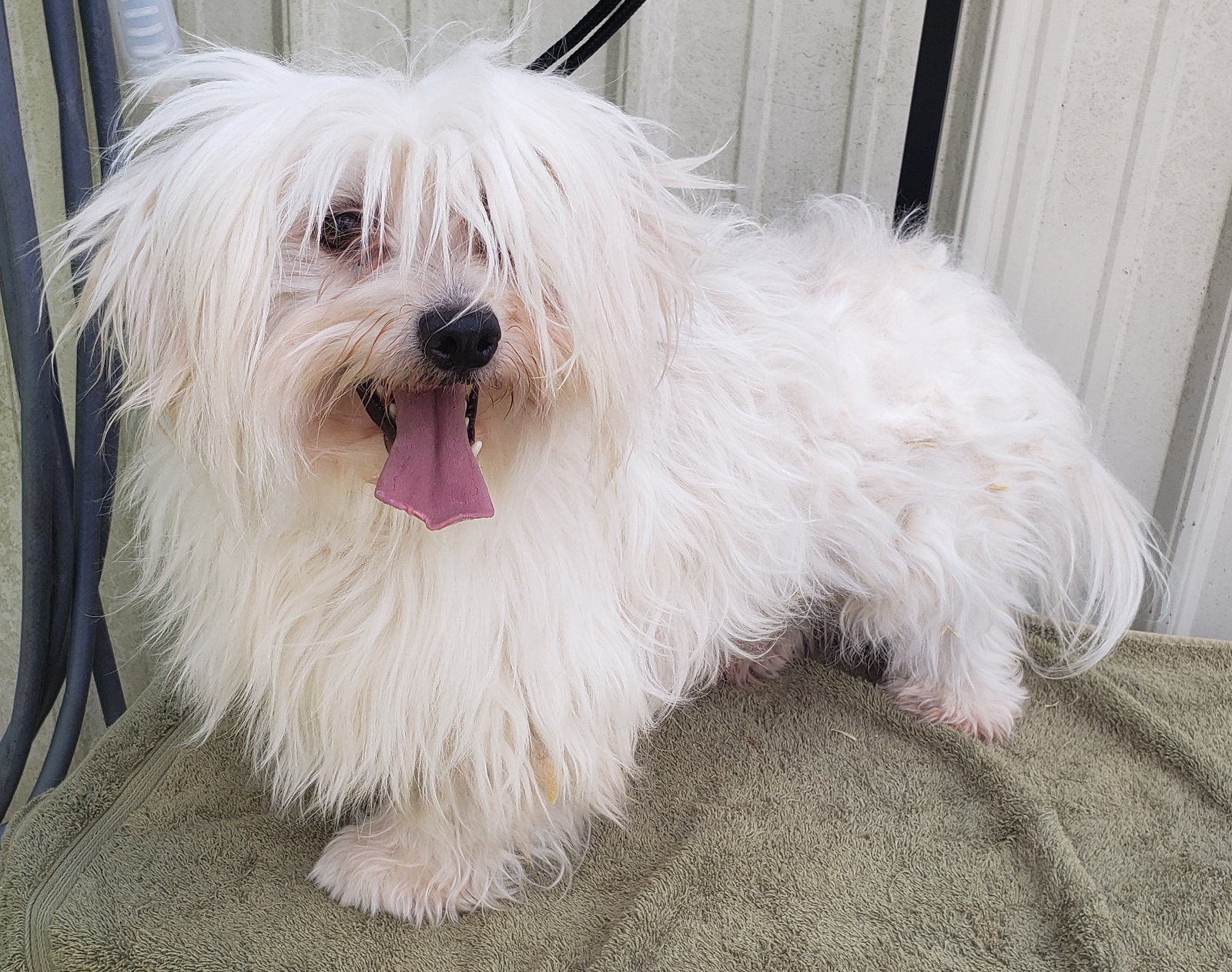 Dog for Adoption - Simba, a Coton de Tulear in Thayer, MO | Alpha Paw