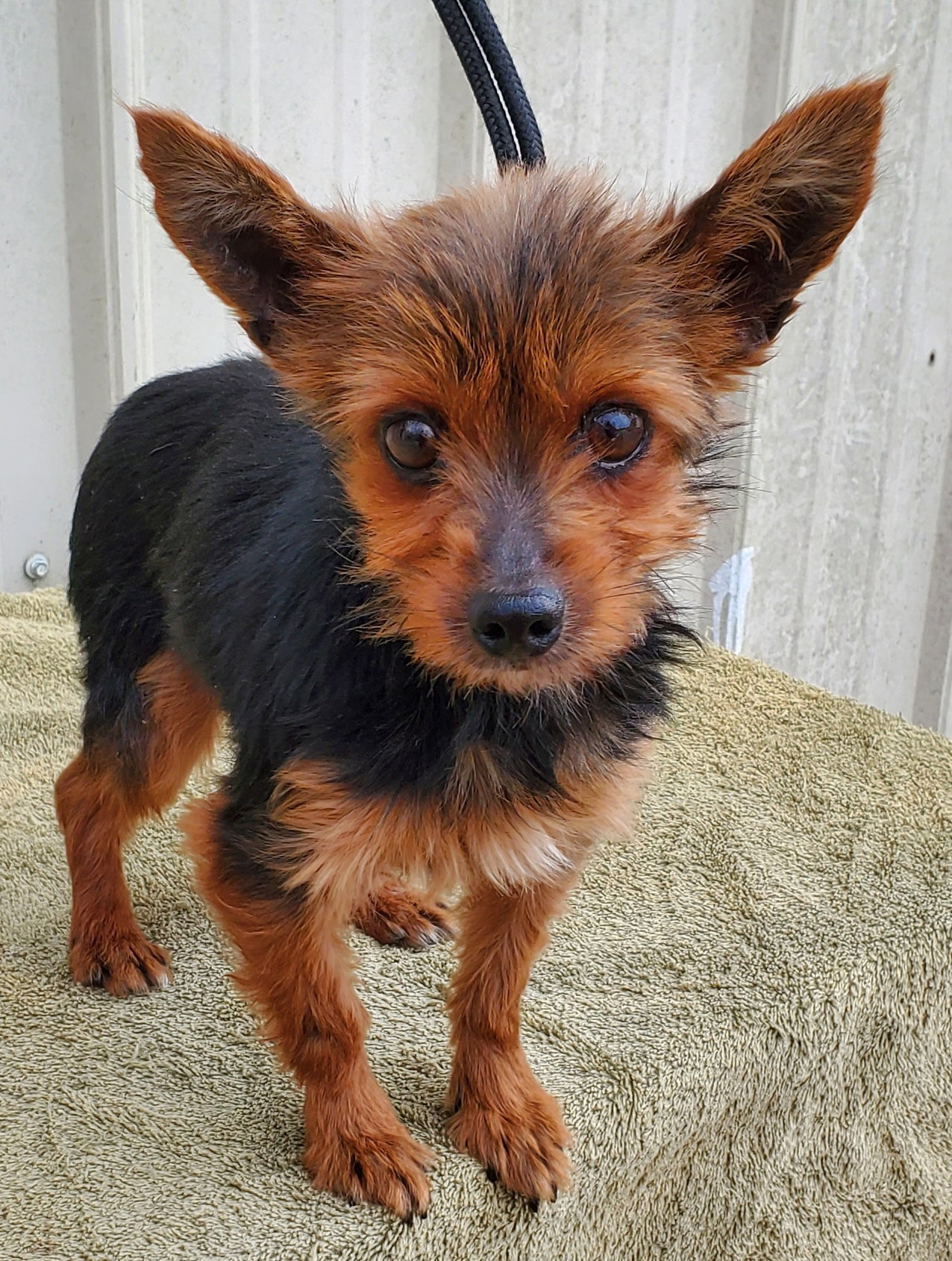 Dog for Adoption - Jackson, a Yorkshire Terrier Yorkie in West Plains ...