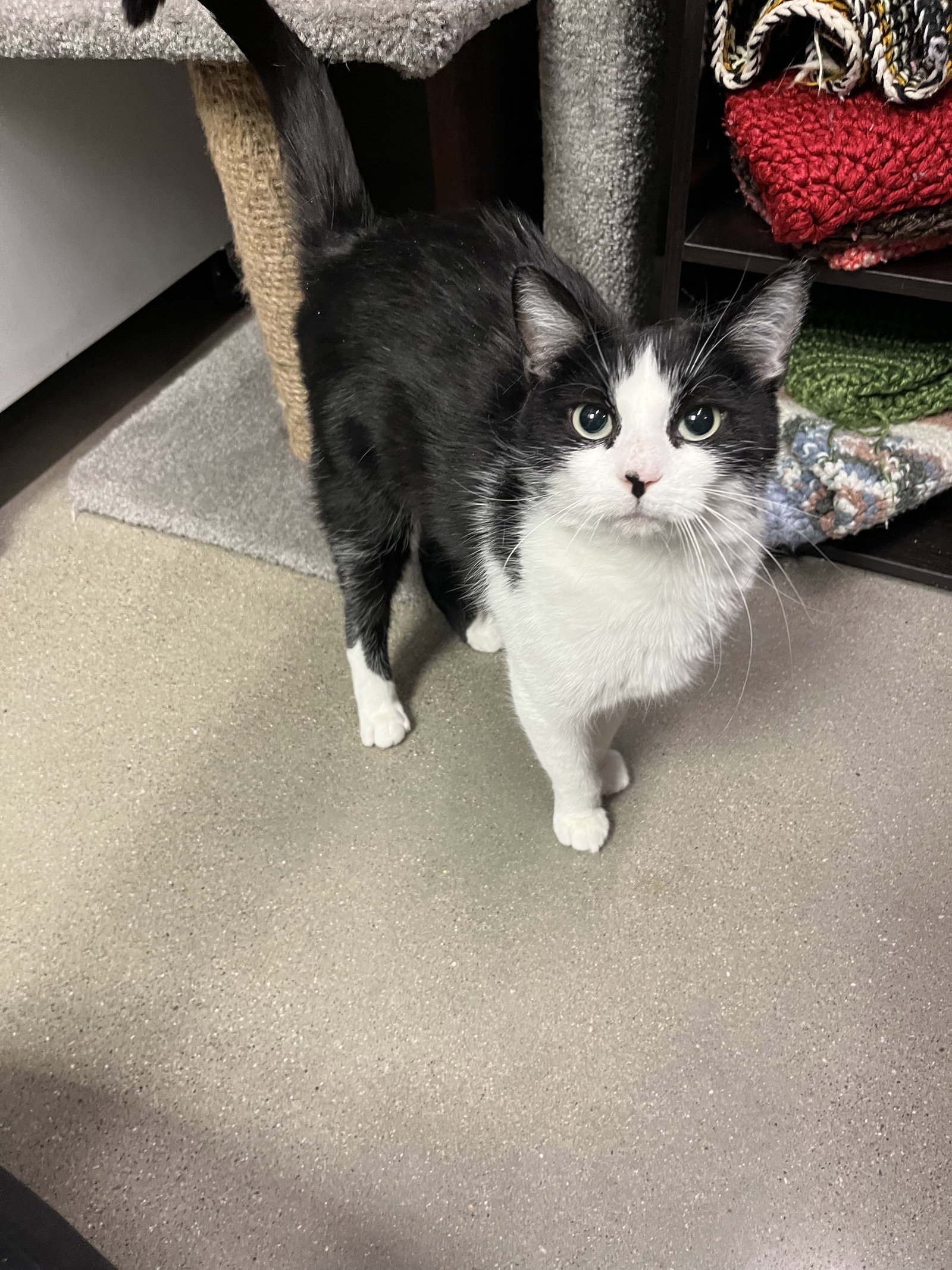 Cats for Adoption in Westfield, Indiana | Alpha Paw
