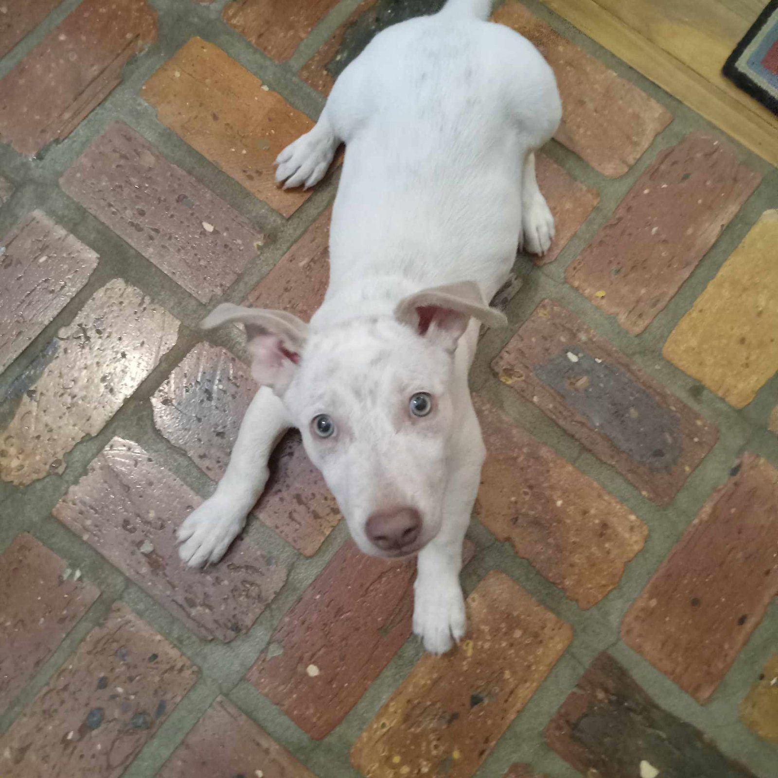 Dog for Adoption - Rhett Butler, a Basset Hound in Baldwin County, AL ...