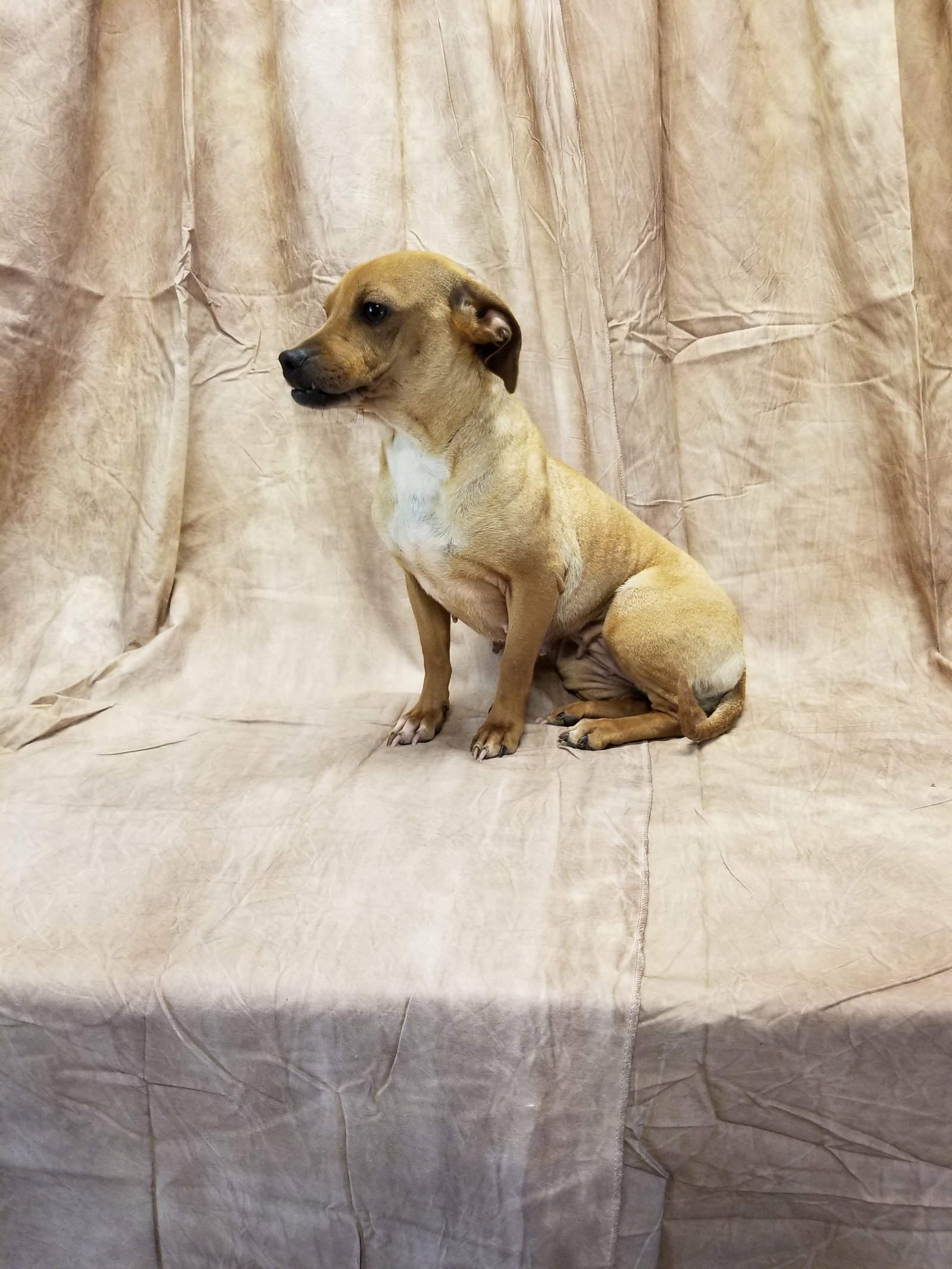 Dog for Adoption - Hope, a Pug in Midlothian, TX | Alpha Paw