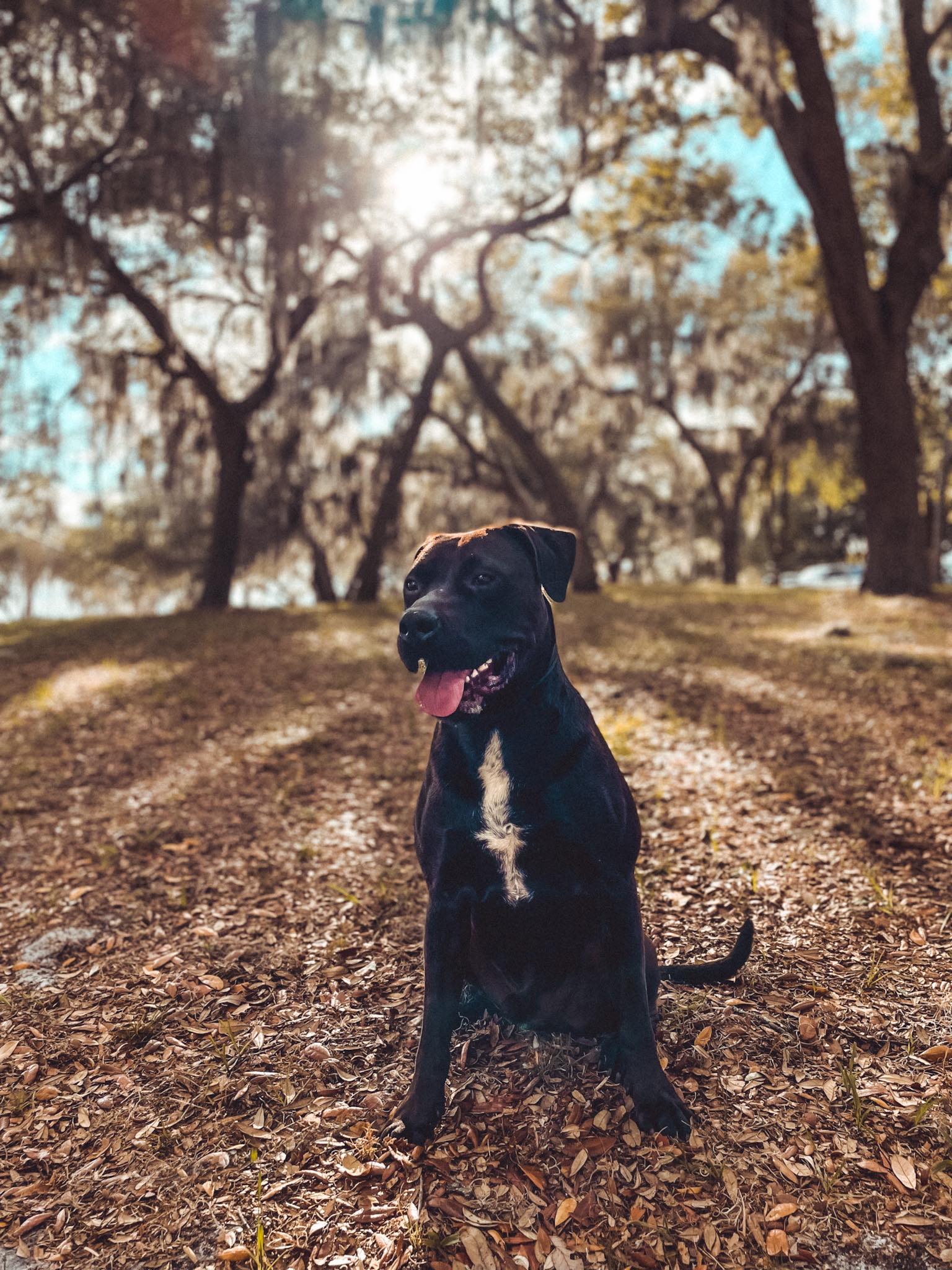 Dog for Adoption - Tony, a American Pit Bull Terrier in Fussels Corner ...