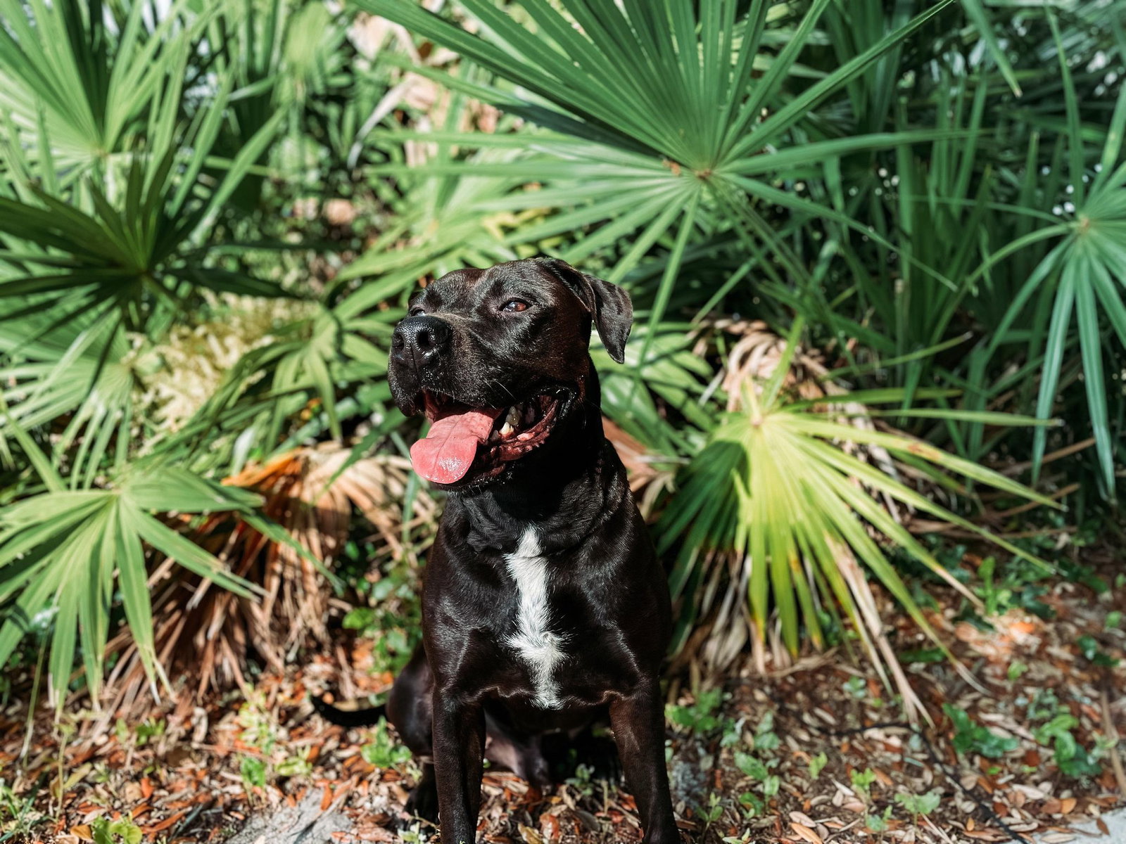 Dog for Adoption - Tony, a American Pit Bull Terrier in Fussels Corner ...