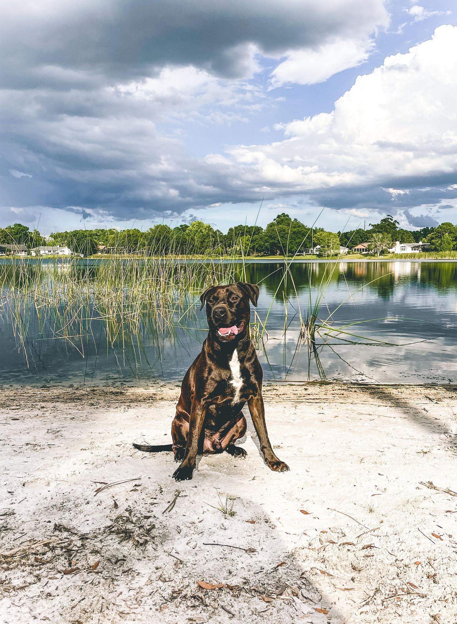 Dog for Adoption - Tony, a American Pit Bull Terrier in Fussels Corner ...