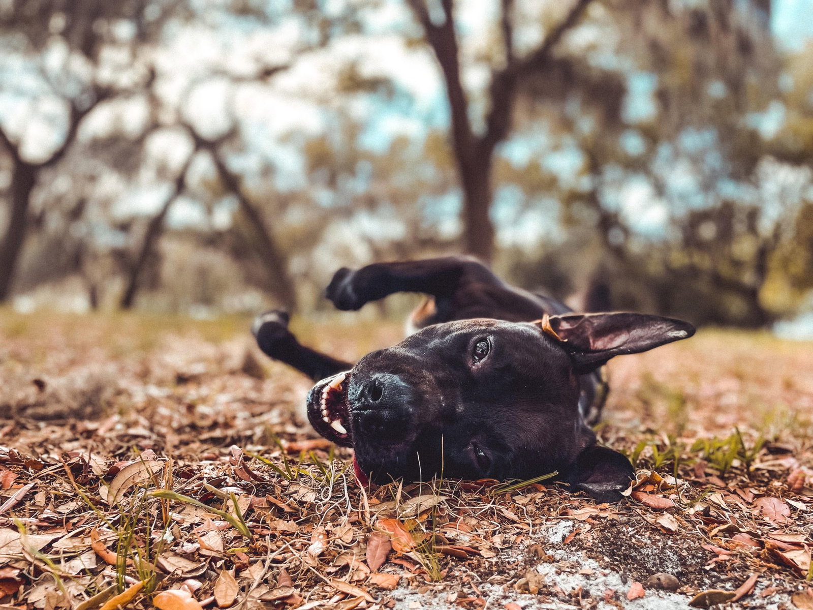 Dog for Adoption - Tony, a American Pit Bull Terrier in Fussels Corner ...