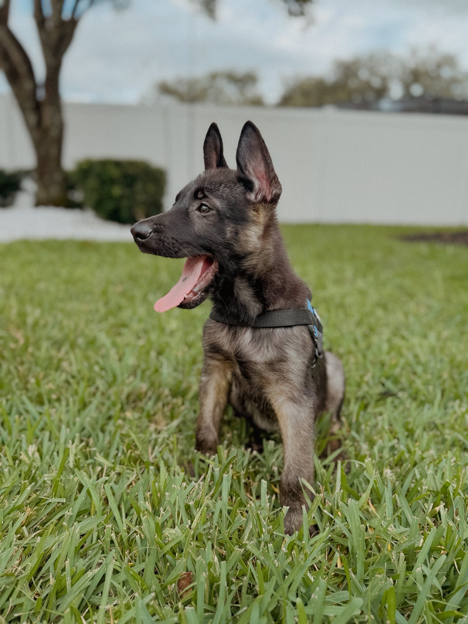 Dog for Adoption - Bragg, a German Shepherd Dog in Brevard County, FL ...