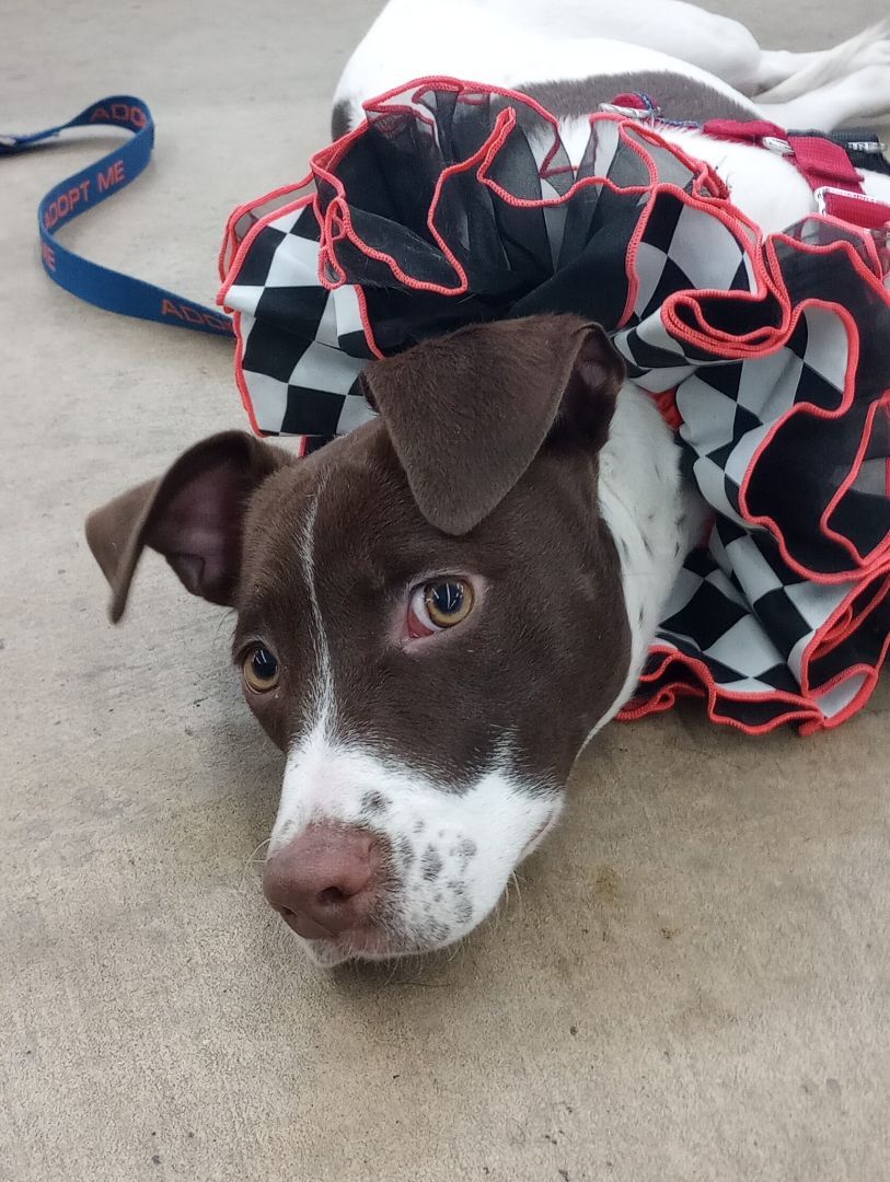Dog for Adoption - Hope, a Pit Bull Terrier in Winona Lake, IN | Alpha Paw