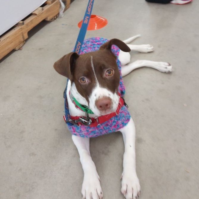 Dog for Adoption - Hope, a Pit Bull Terrier in Winona Lake, IN | Alpha Paw