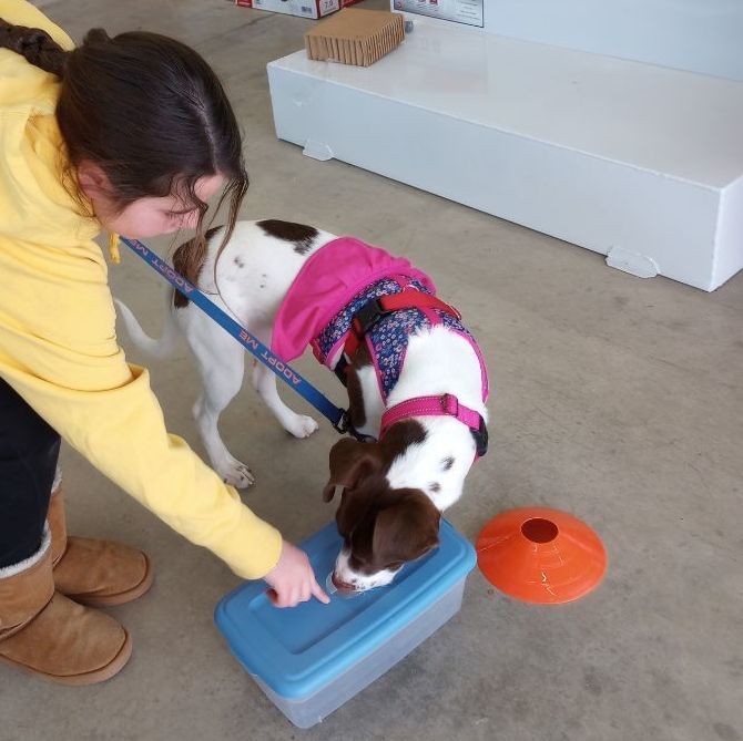 Dog for Adoption - Hope, a Pit Bull Terrier in Winona Lake, IN | Alpha Paw