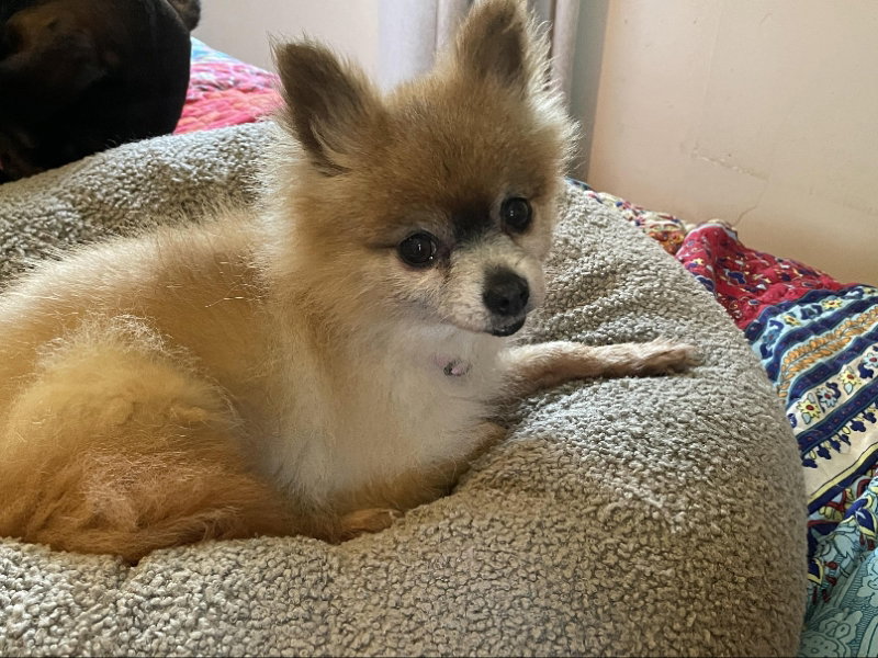 Dog for Adoption - Georgette & Baxter, a Pomeranian in Cass County, MI ...