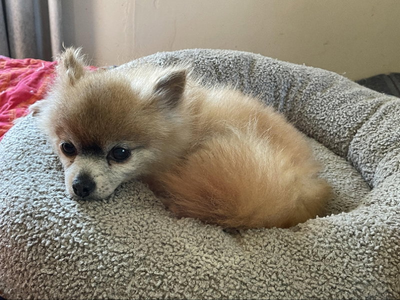 Dog for Adoption - Georgette & Baxter, a Pomeranian in Cass County, MI ...