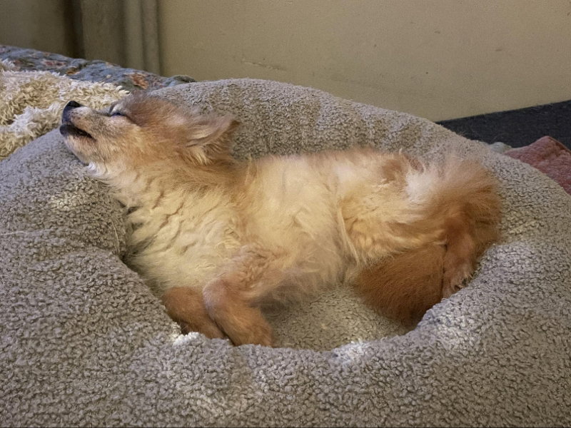 Dog for Adoption - Georgette & Baxter, a Pomeranian in Cass County, MI ...