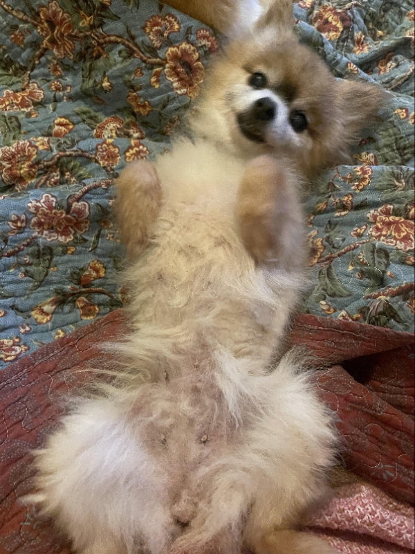 Dog for Adoption - Georgette & Baxter, a Pomeranian in Cass County, MI ...