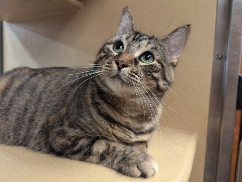 Cats for Adoption in Bourbon, Indiana | Alpha Paw
