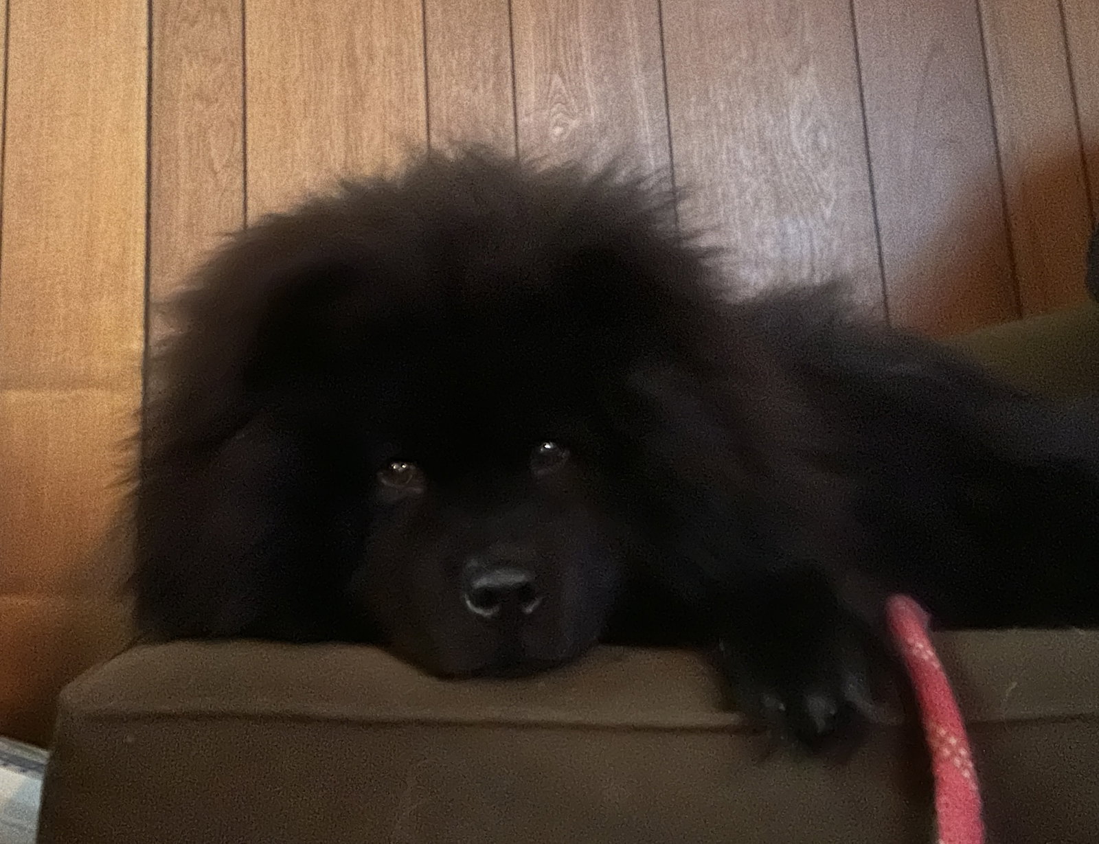 Dog for Adoption - Jasmine, a Chow Chow in Gouverneur, NY | Alpha Paw