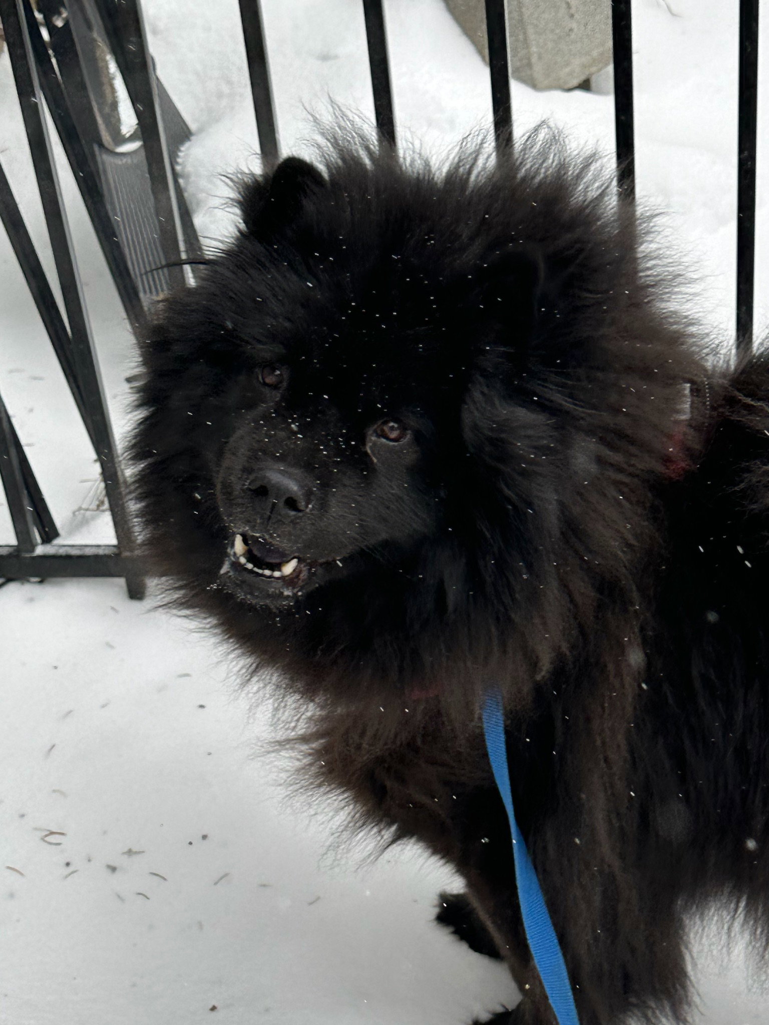 Dog for Adoption - Jasmine, a Chow Chow in Gouverneur, NY | Alpha Paw
