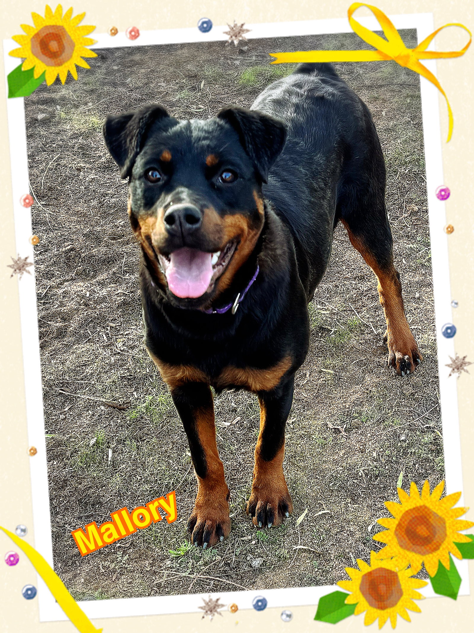 Dog for Adoption - Mallory, a Rottweiler in Oceanside, CA | Alpha Paw
