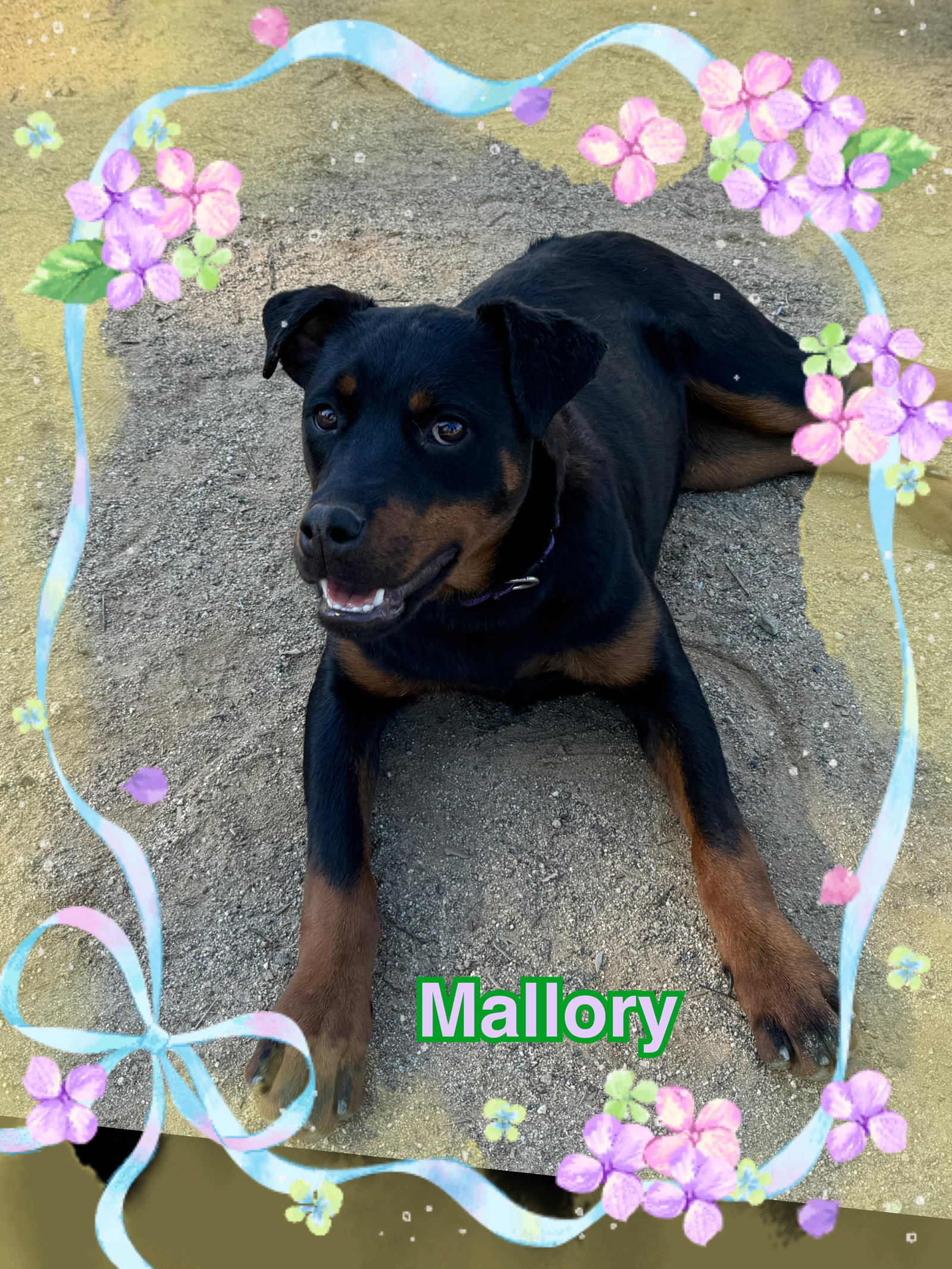 Dog for Adoption - Mallory, a Rottweiler in Oceanside, CA | Alpha Paw