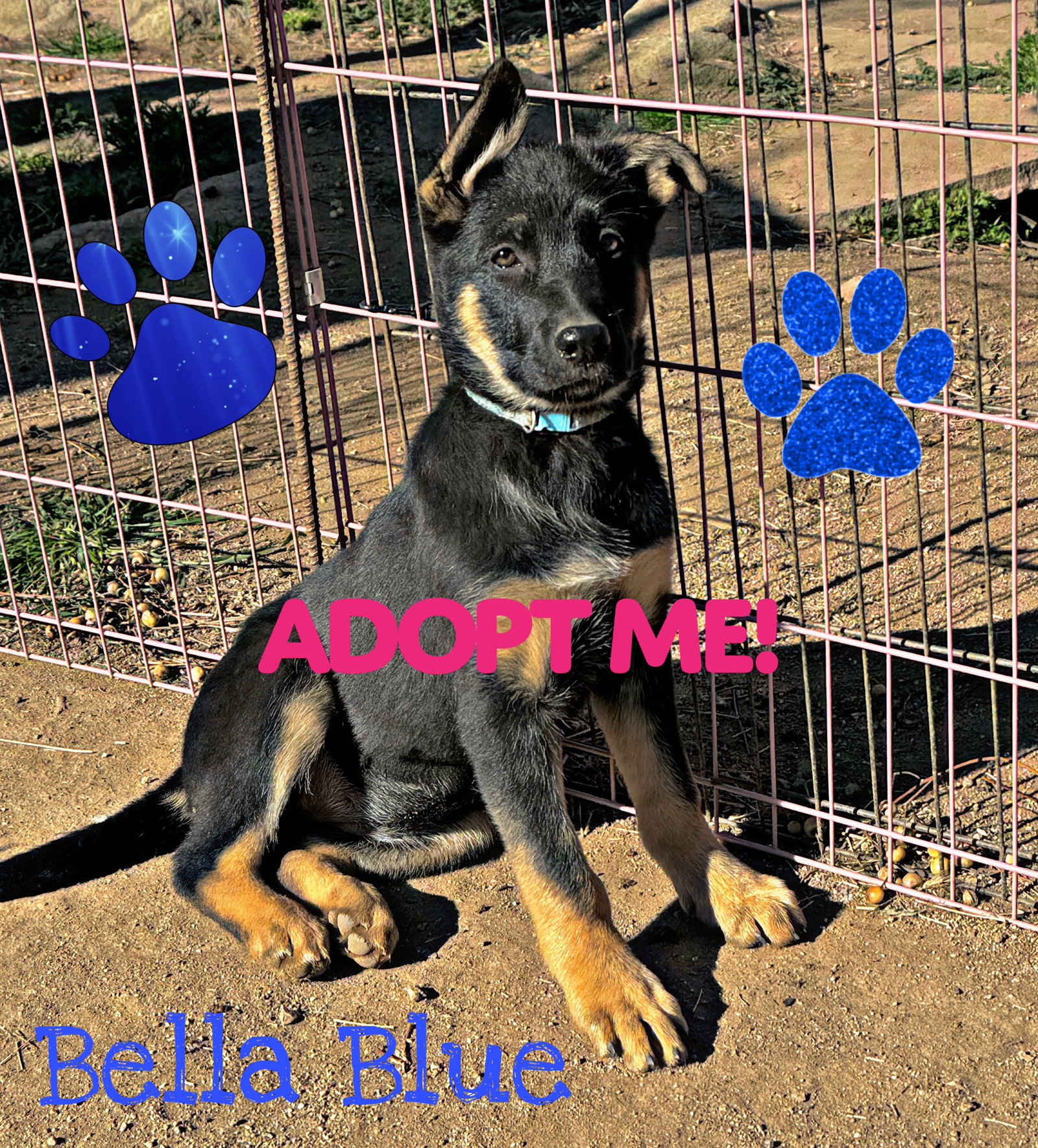Dog for Adoption - BELLA BLUE, a German Shepherd Dog in Victorville, CA ...