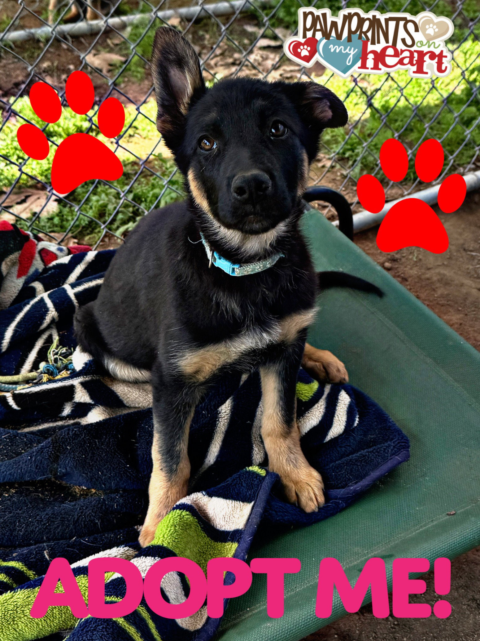 Dog for Adoption - BELLA BLUE, a German Shepherd Dog in Victorville, CA ...